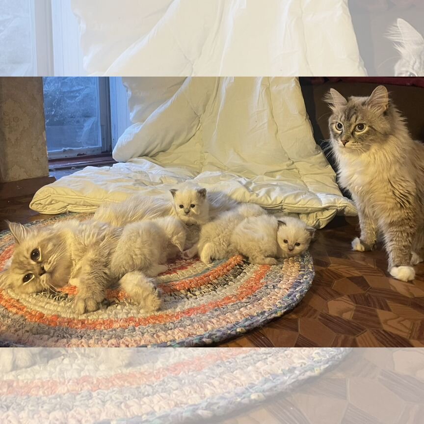 Котята невская маскарадная порода