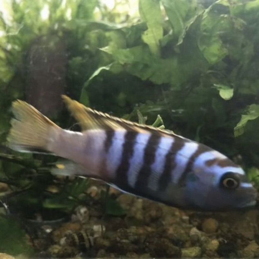 Элонгатус Мпанга 8-10см цихлида