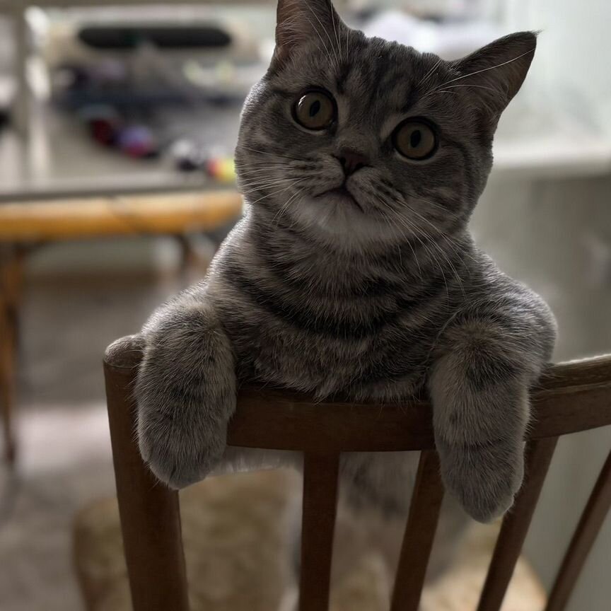 Кот на вязку шотландец
