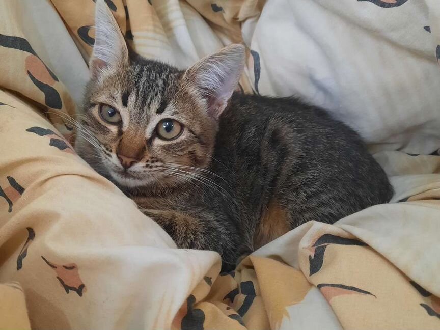 Котик бесплатно