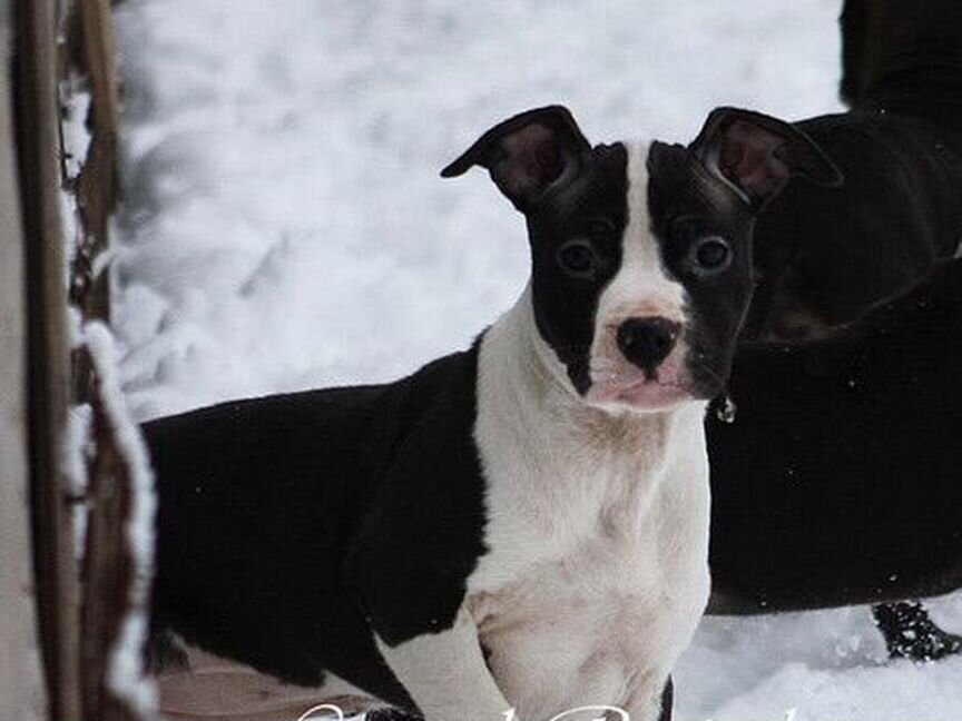 Стаффордширский терьер девочка