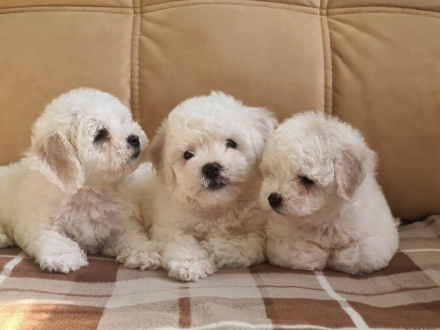 Бишон фризе мальчик и девочки