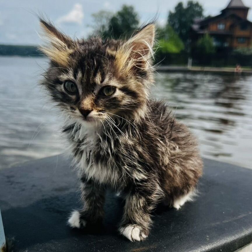 Котенок в добрые руки