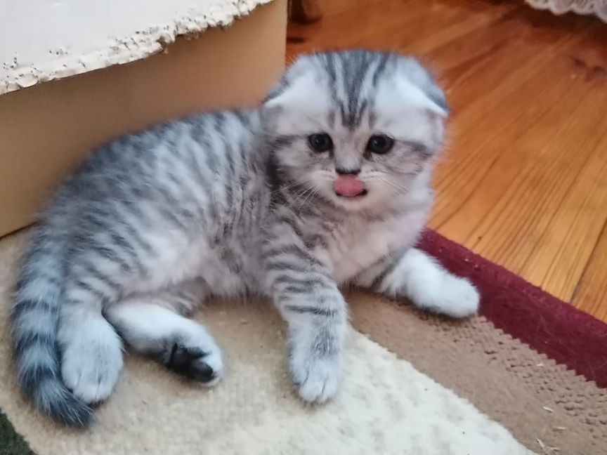 Шотландские мимишки