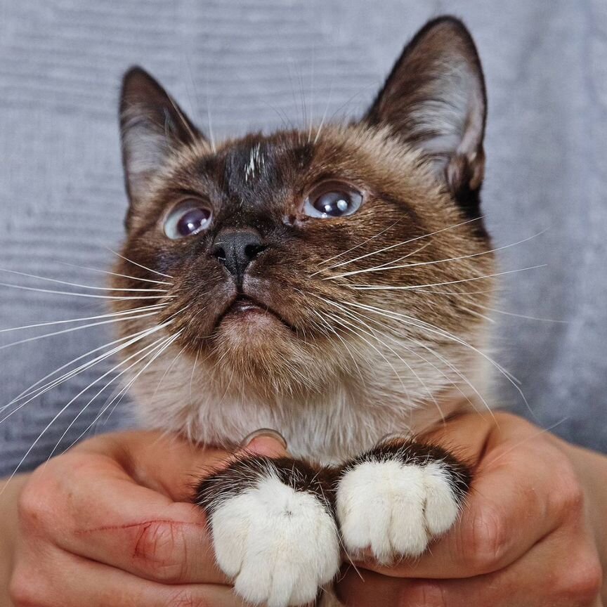 Сиамская, взрослая кошка