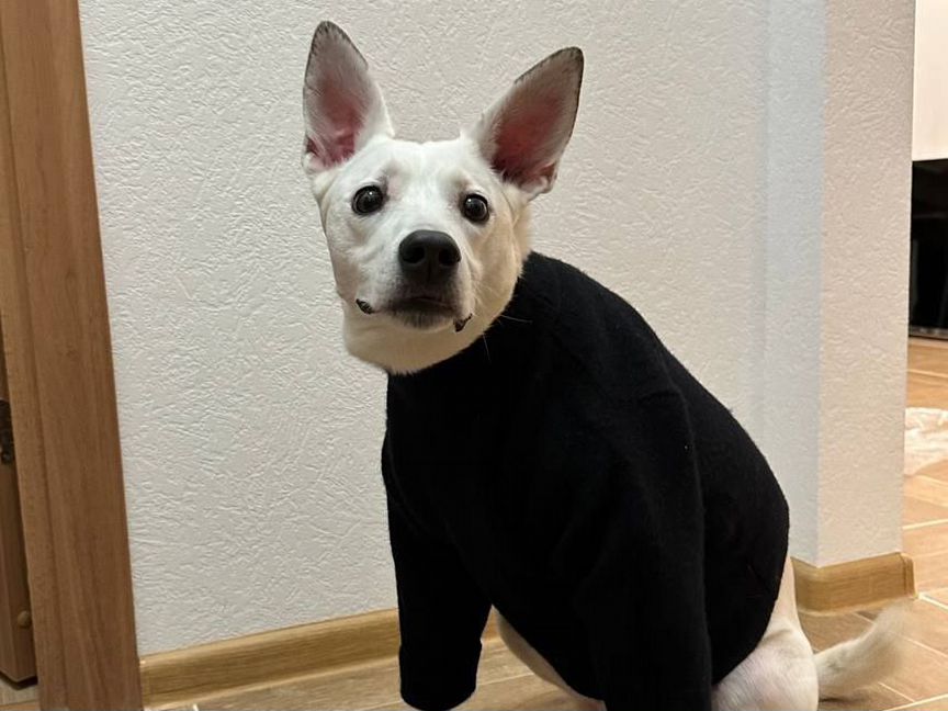 Свитерок для собаки