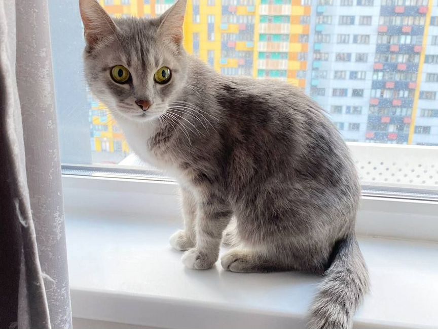 Кошка Джина ищет дом