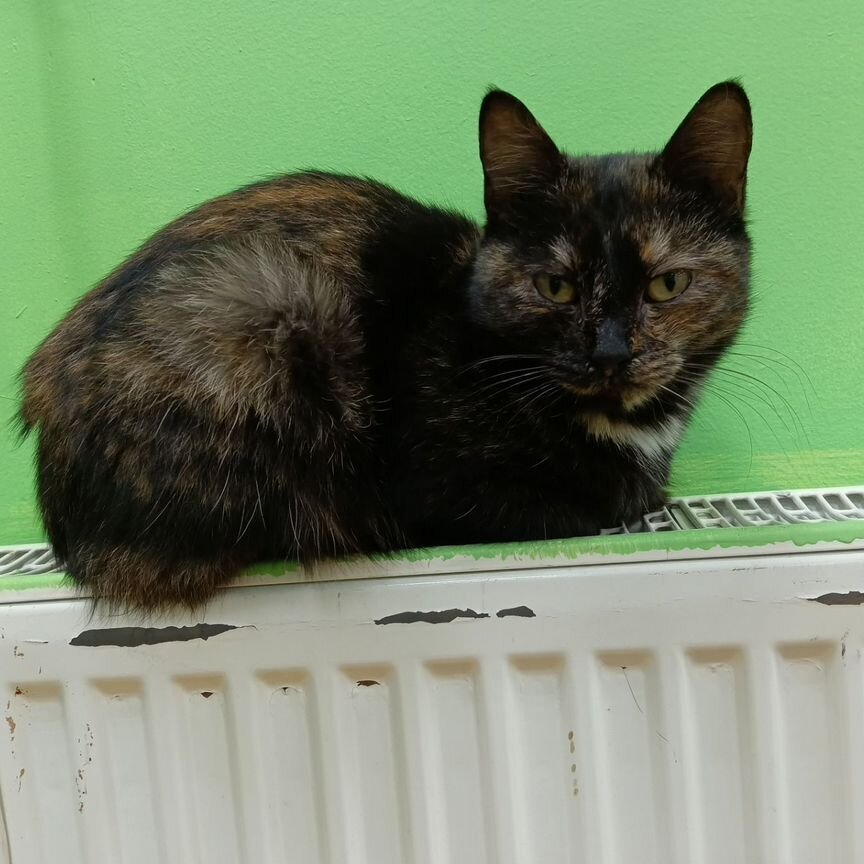 Взрослая, кошка в добрые руки