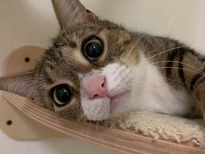 Кошечка Звездочка ждет тебя