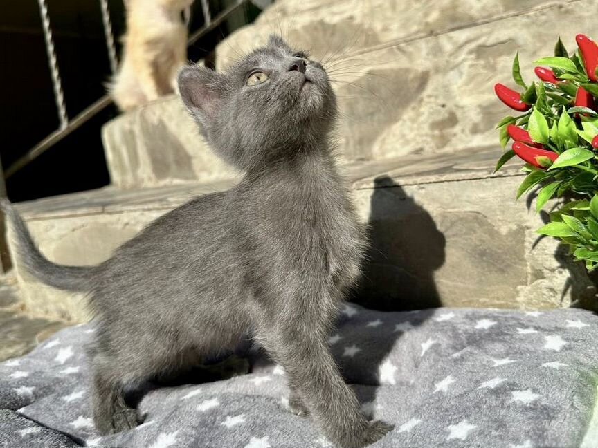 Котята в добрые руки бесплатно
