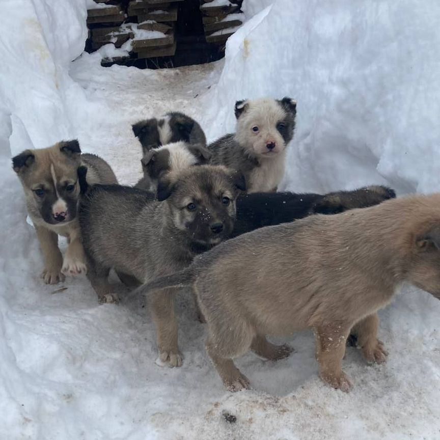 Щенок в добрые руки