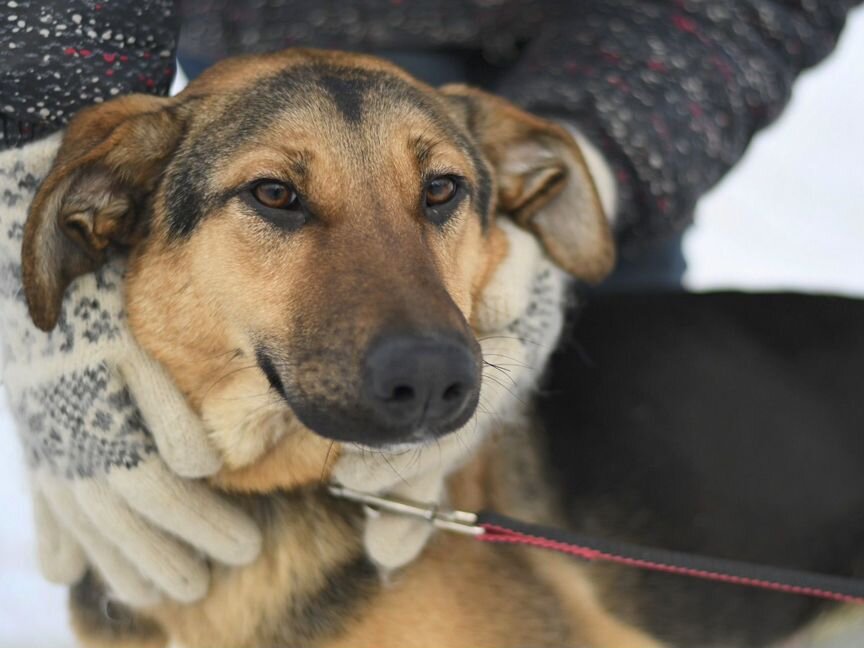 Собака Альфа в добрые руки