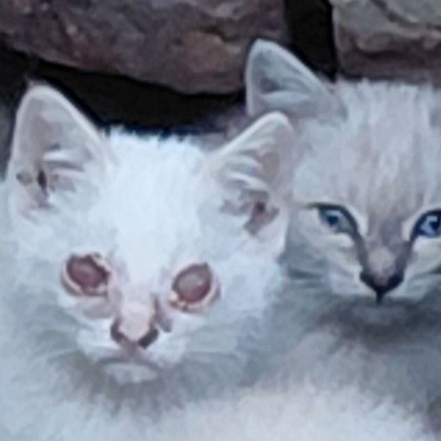Персидский котёнок