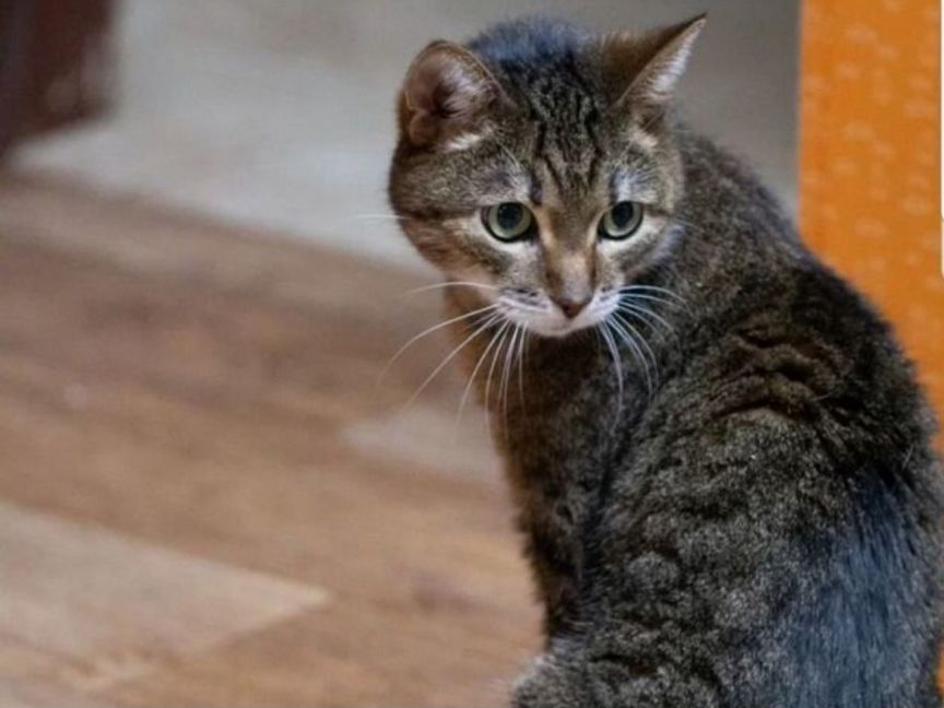 У котика Маурицио умер хозяин. Ищет дом