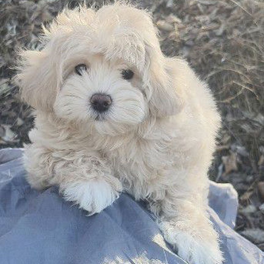 Мальтипу, щенок