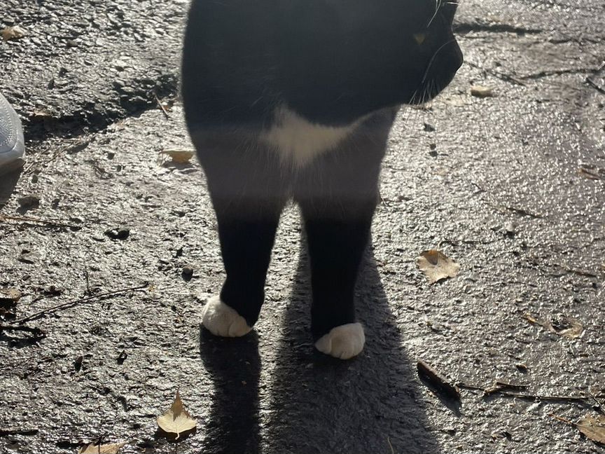 Черный кот в добрые руки