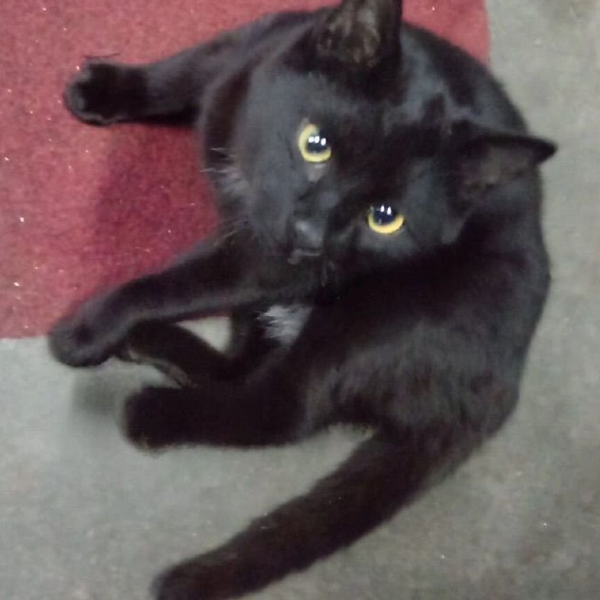 Котик подросток черненький