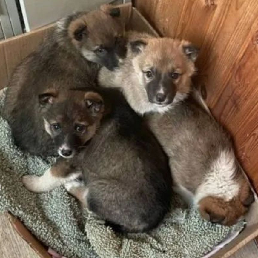 Лайка, щенок