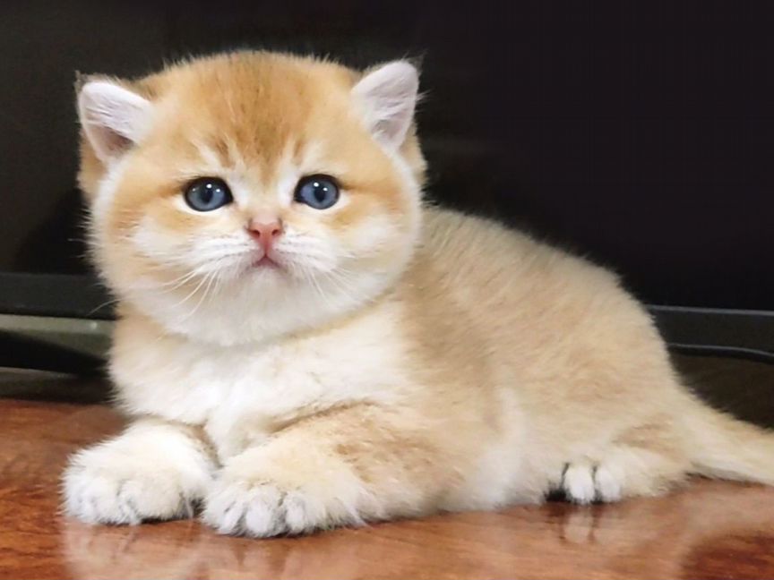 Британские котята - плюшевая нежная малышка