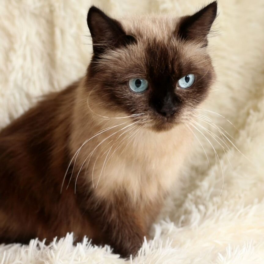 Сиамская кошка, взрослая