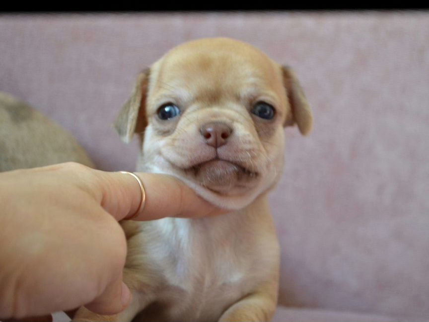 Мальчик чихуахуа