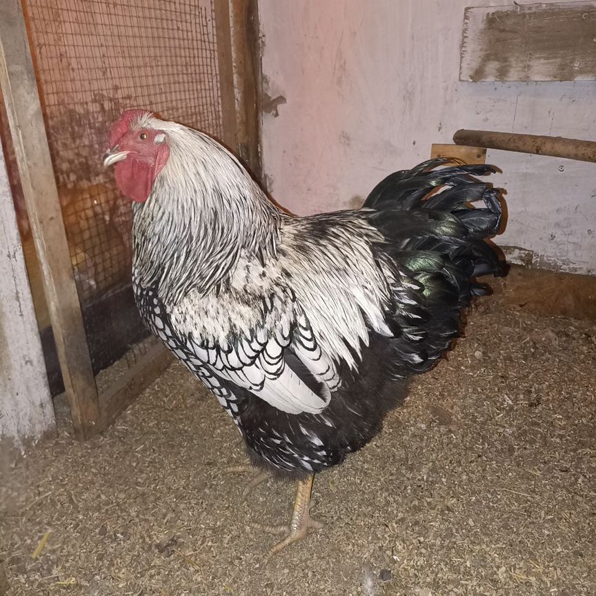 Петух Виандот