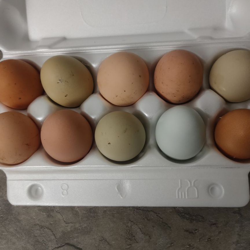 Инкубационное яйцо кур несушек