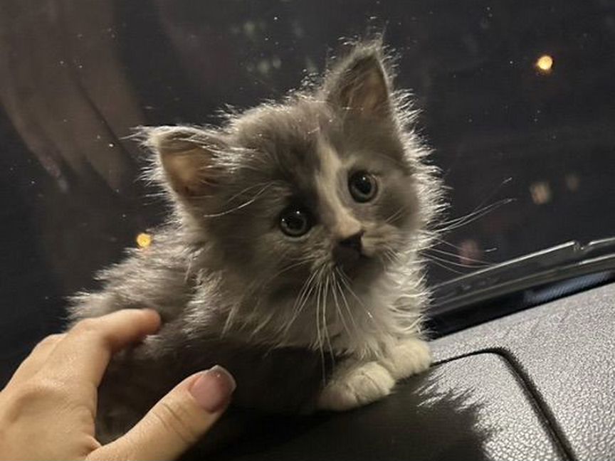 Котенок пушистый девочка