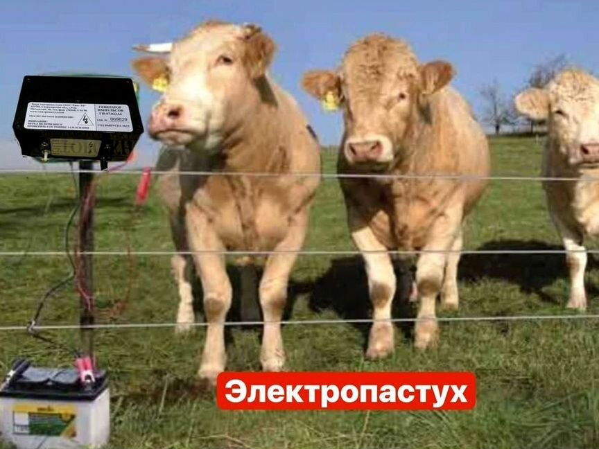 Электропастух для овец