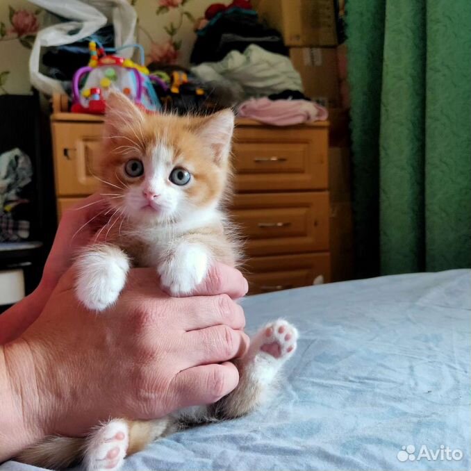 Рыжий котенок девочка домашняя
