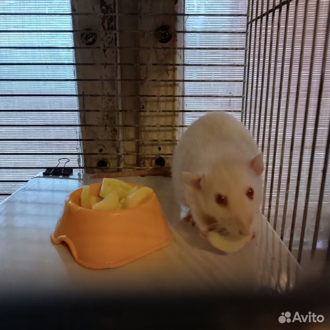 Отдам троих крысок