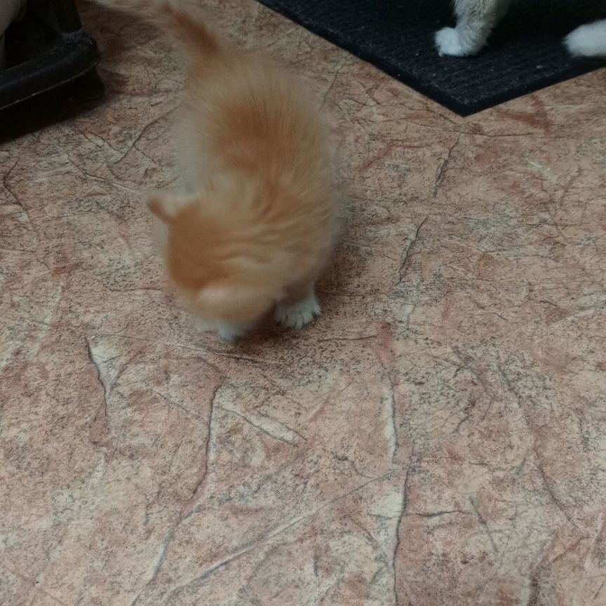 Отдам котенка в добрые руки