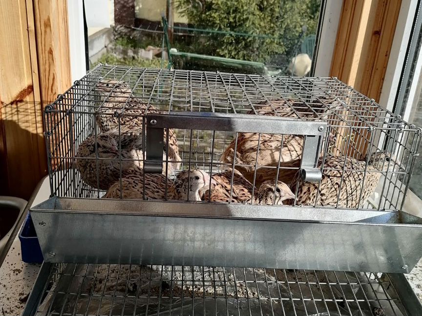 Перепела с клеткой