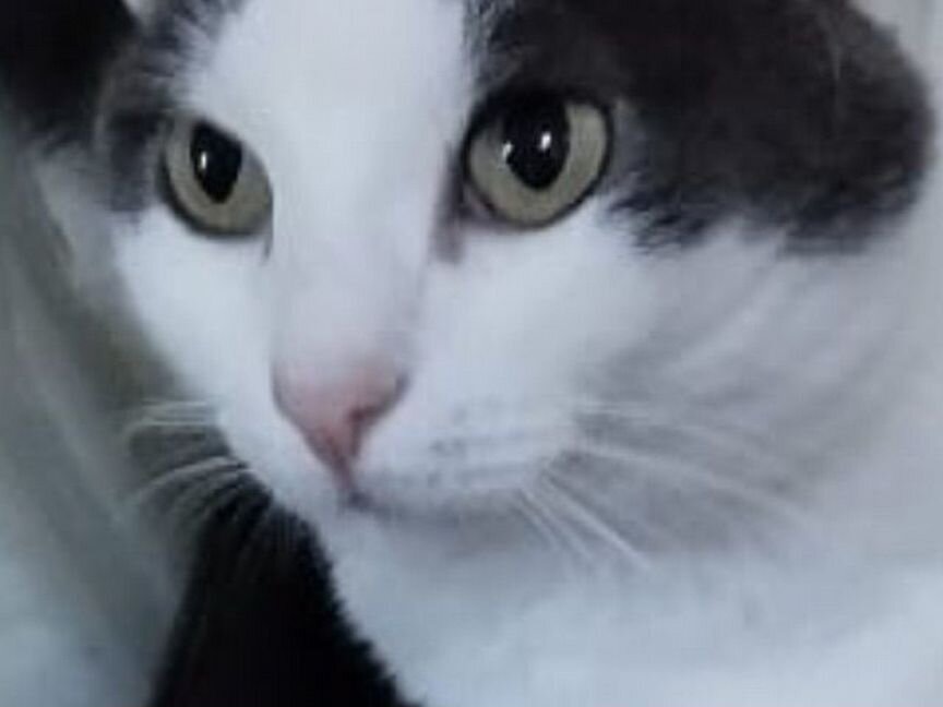 Стерилизованная Вишенка ищет дом