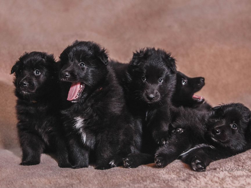 Щенки бельгийской овчарки Грюнендаль