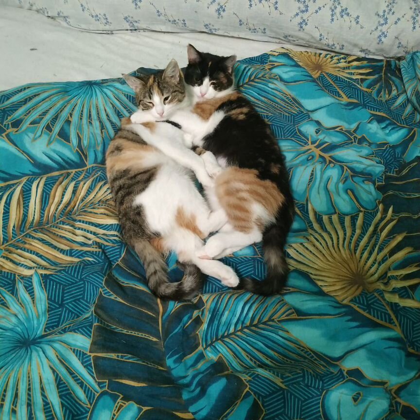 Девчата