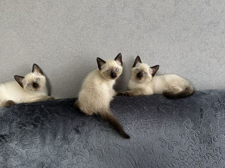 Сиамские котята
