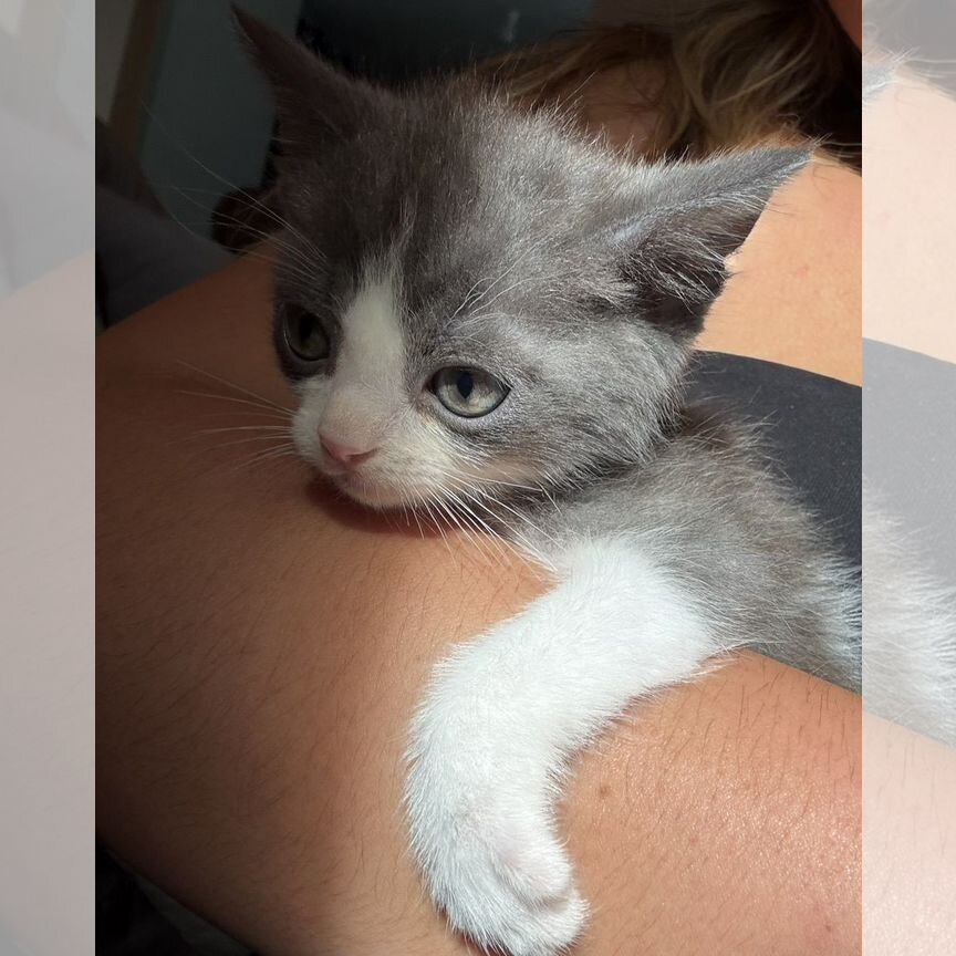 Котёнок в добрые руки