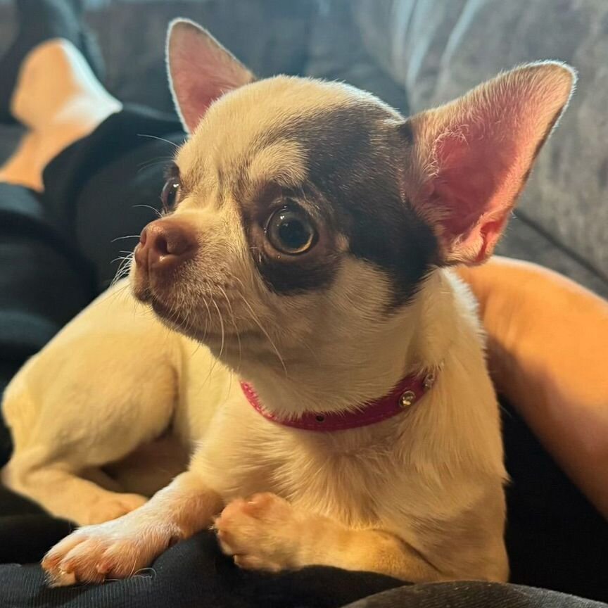 Чихуахуа миниатюрная девочка