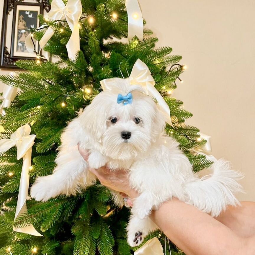 Мальтийская болонка малыш