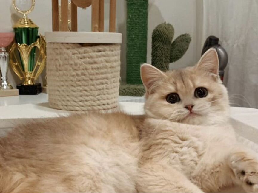 Котик ay12