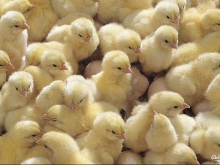 Цыплята бройлеры