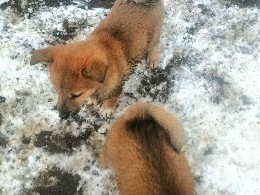 Шиба ину щенки в хорошие руки