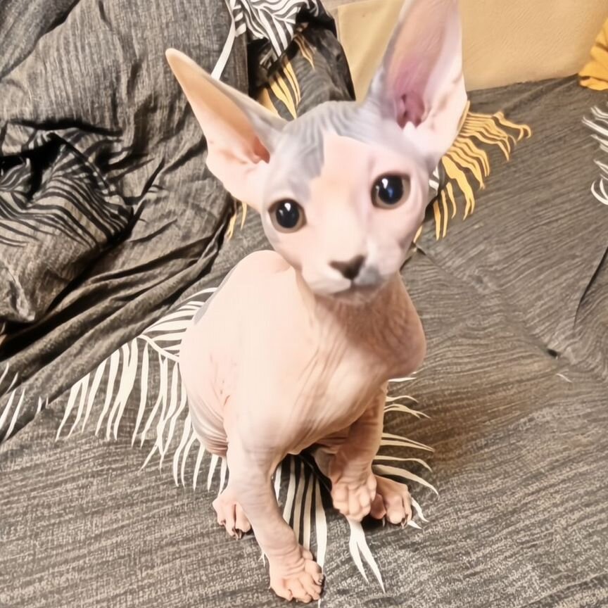 Канадский сфинкс котёнок