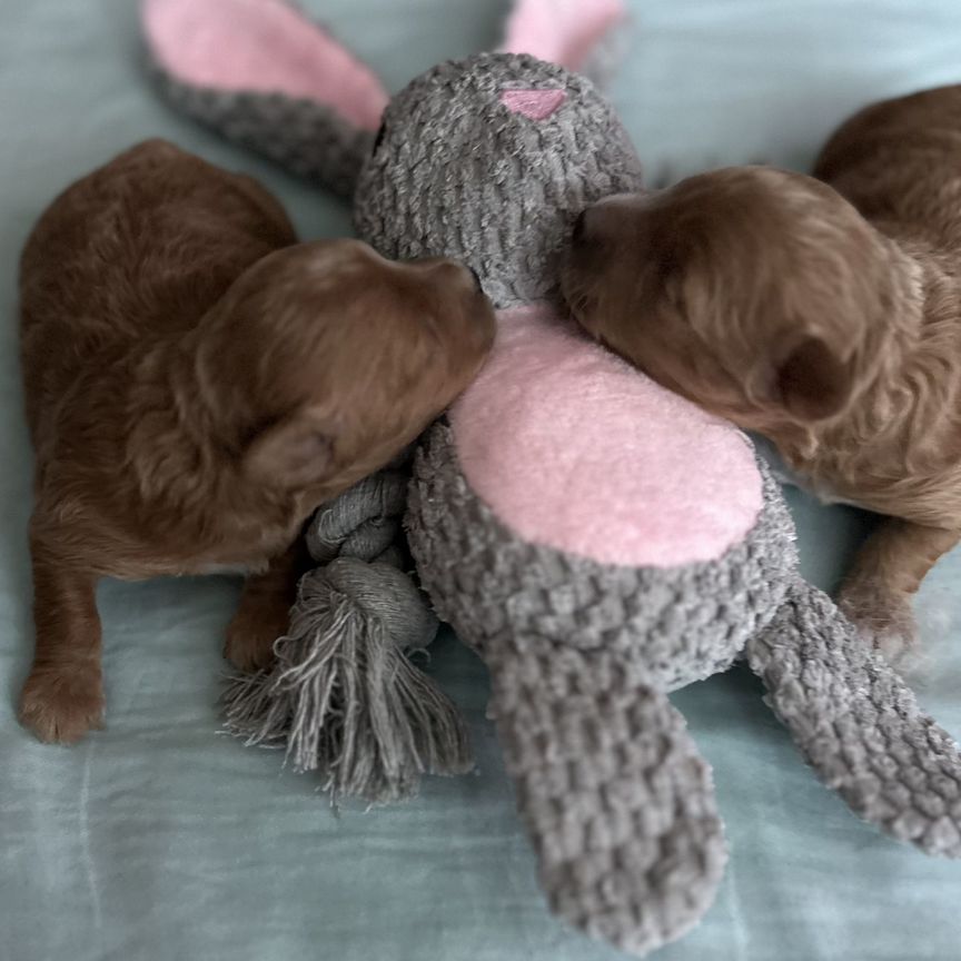 Мальтипу, щенок