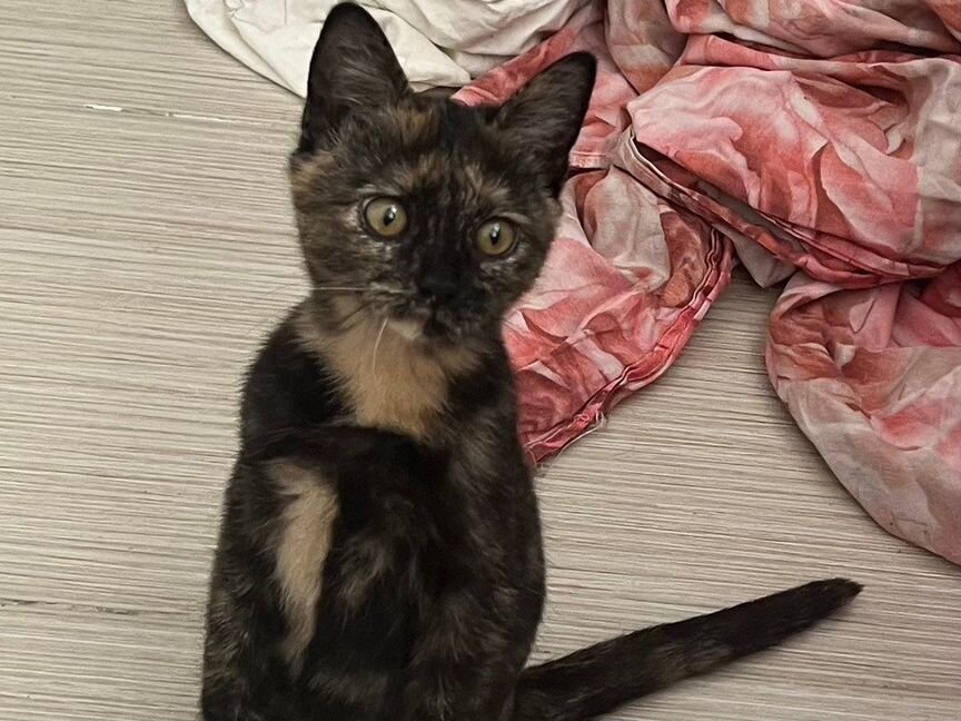 Котёнок