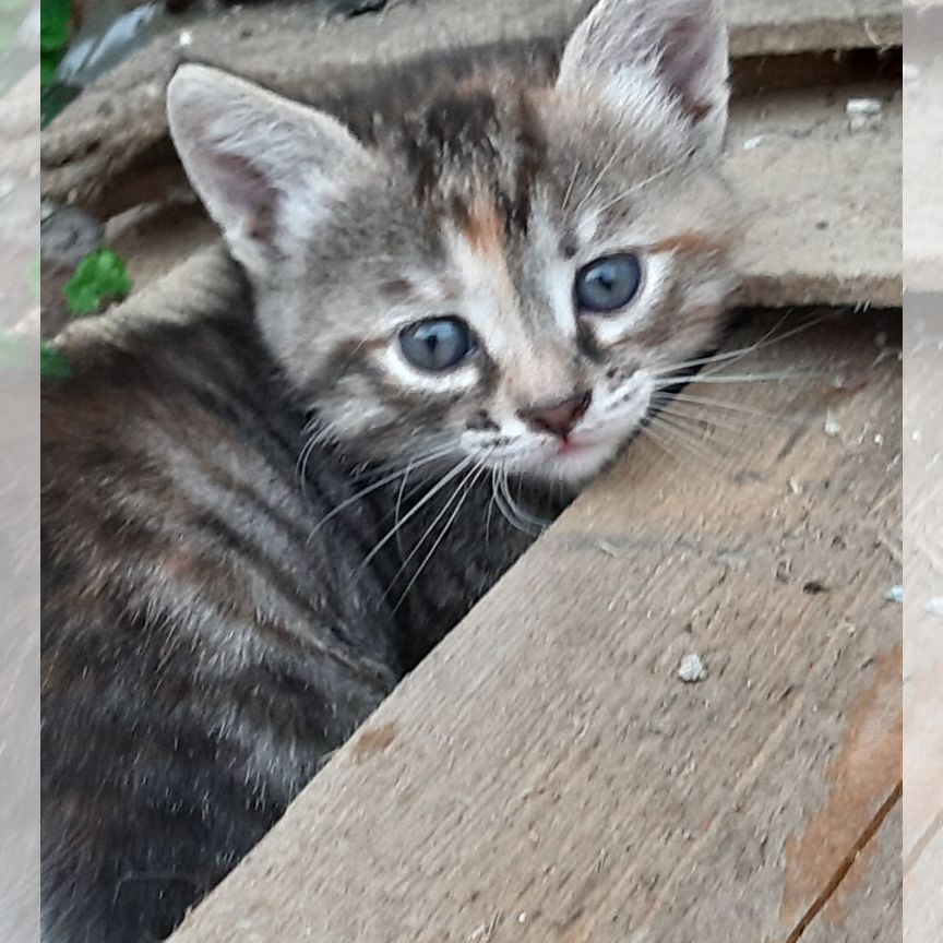 Котёнок в добрые руки
