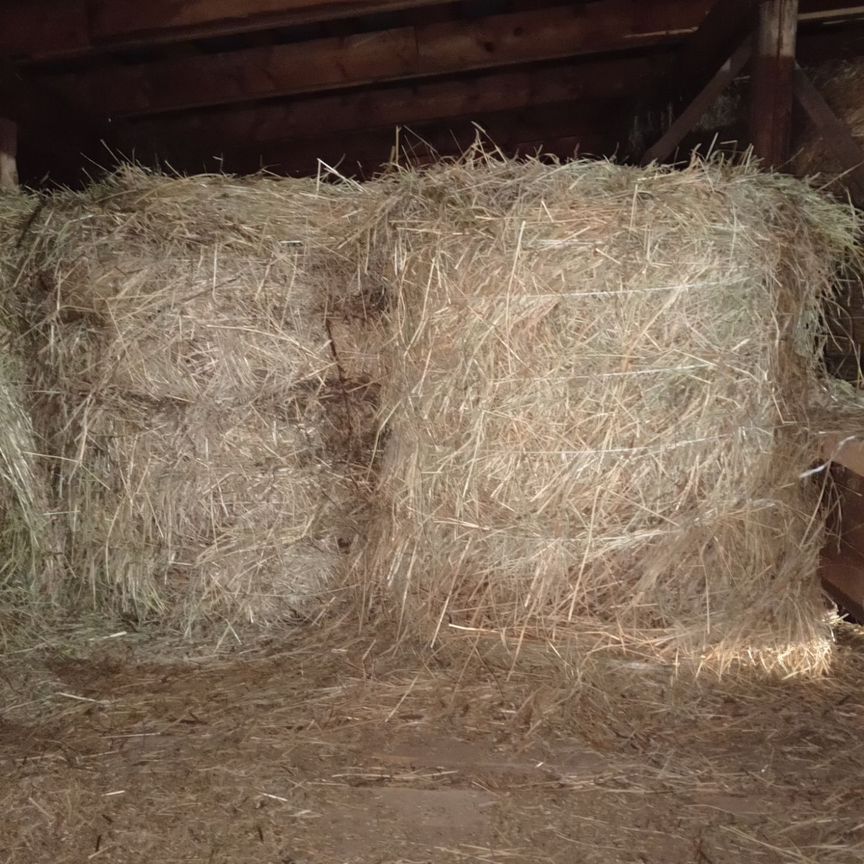 Сено в рулонах