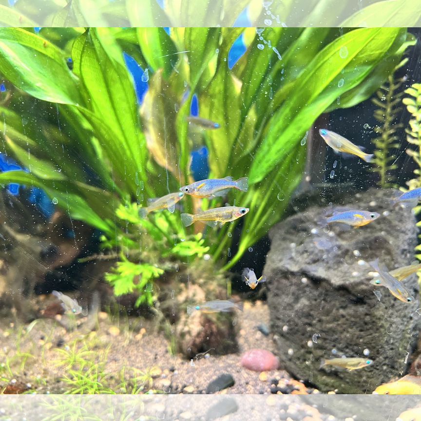 Оризиас вовора (рисовая рыбка)