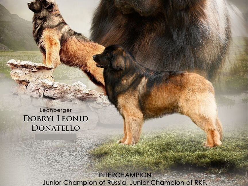 Вязка собак леонбергер